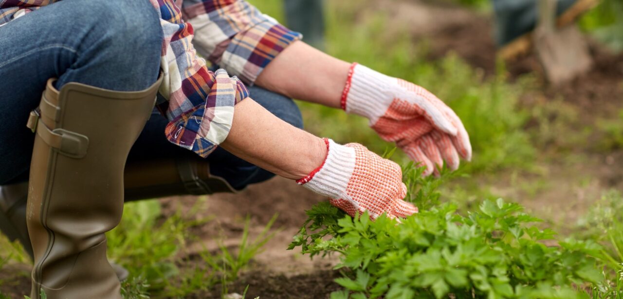 Weeding in Utah | Rockin Landscape and Pavers